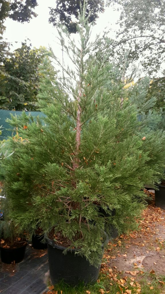 Sekvojovec mamutí (sequoiadendron giganteum) veľkosť 240-300cm - Hortinest