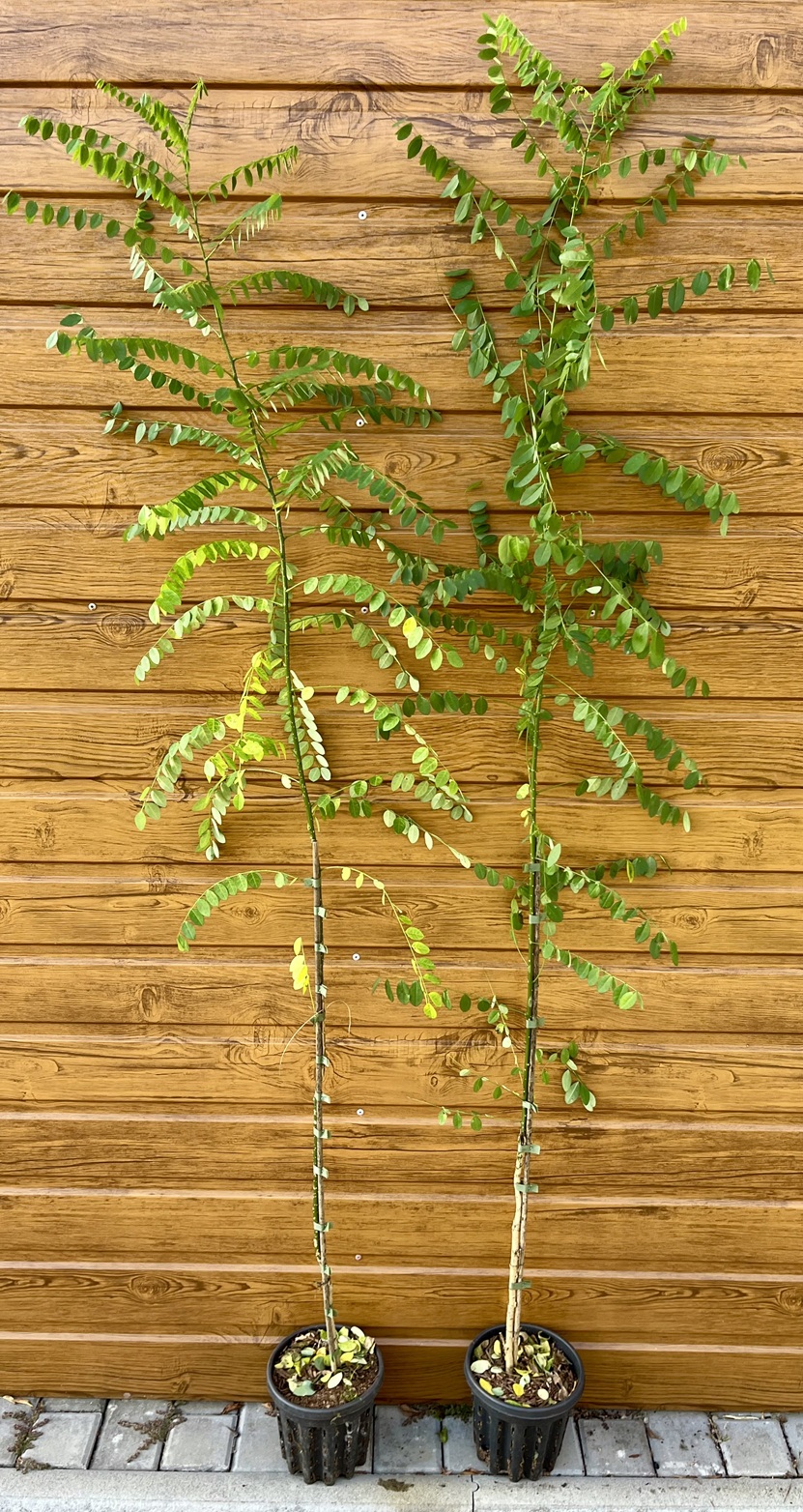 Sofora japonská (Sophora japonica) veľkosť 150-180cm - Hortinest